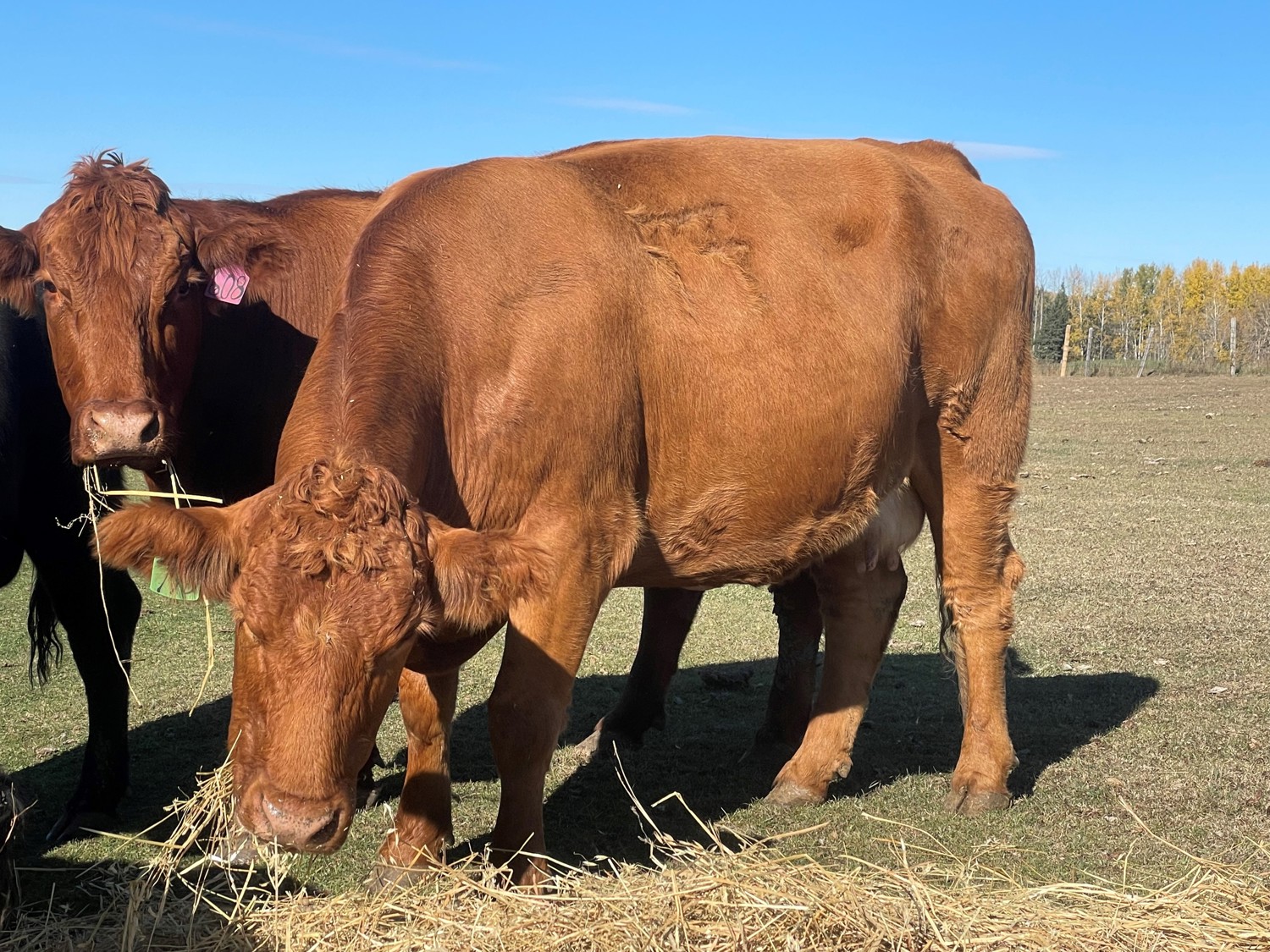 Sale Detail | VJV Westlock